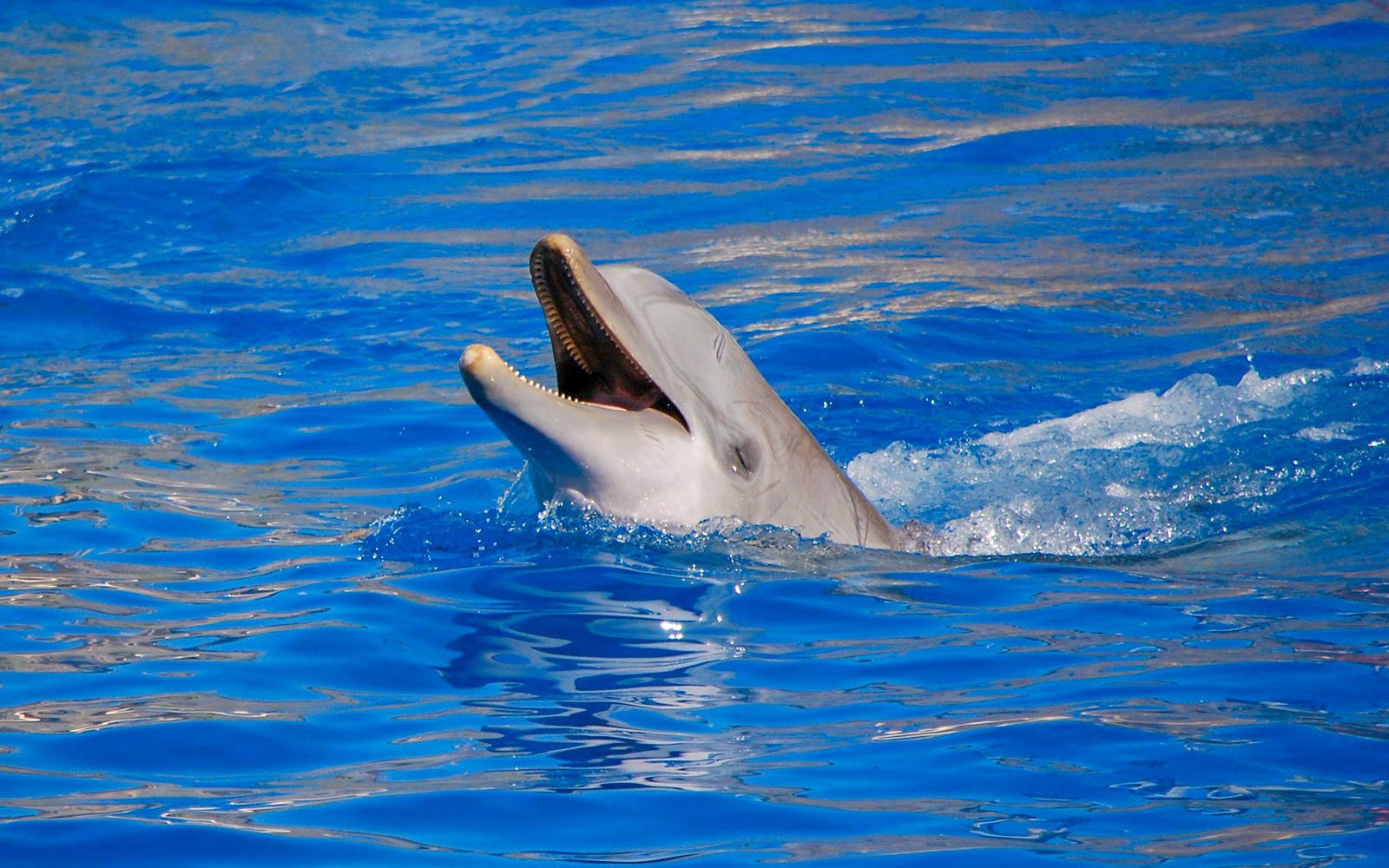 A Handy Guide to What to See at the Zoo Aquarium Madrid